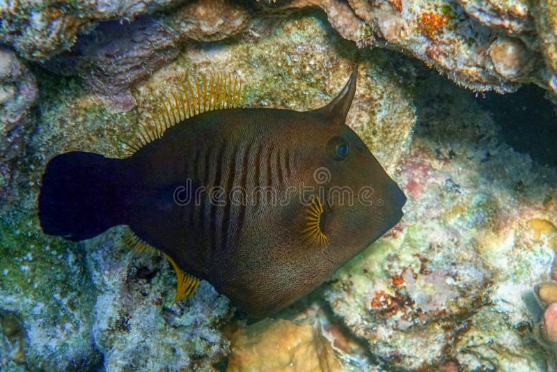 222 Broom Fish Photos - Free & Royalty-Free Stock Photos from Dreamstime