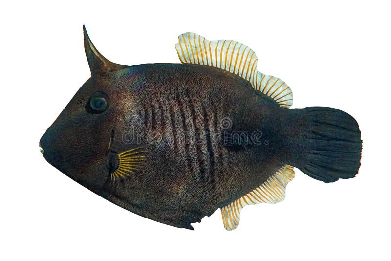 Broom Filefish in Red Sea, Egypt, Stock Photo - Image of undersea ...