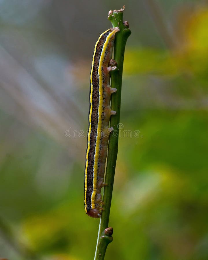 Broom Moth, Melanchra Pisi Larva Stock Photo - Image of closeup, clay ...