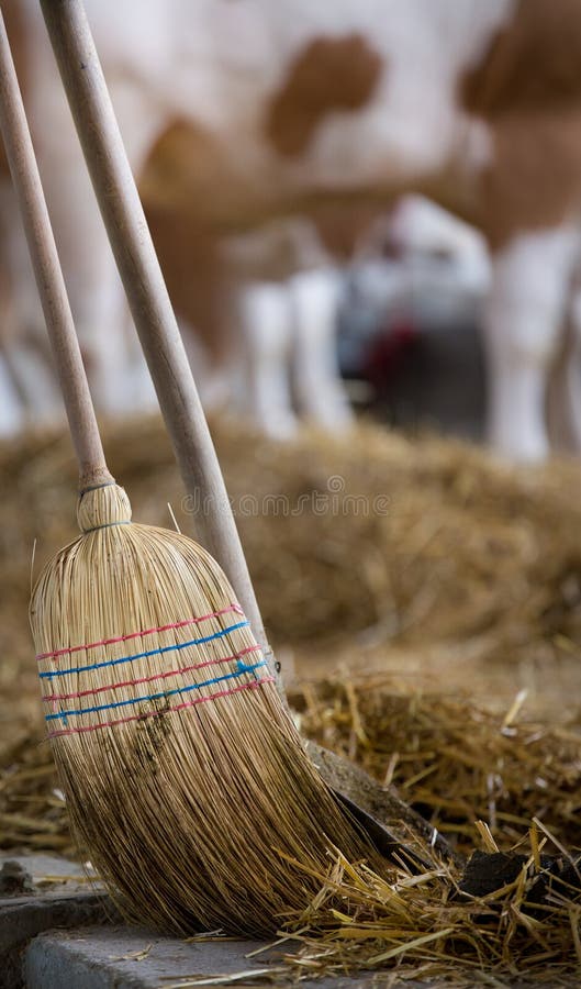 Broom and Shovel for Cattle Dung Stock Photo - Image of besom, farming ...