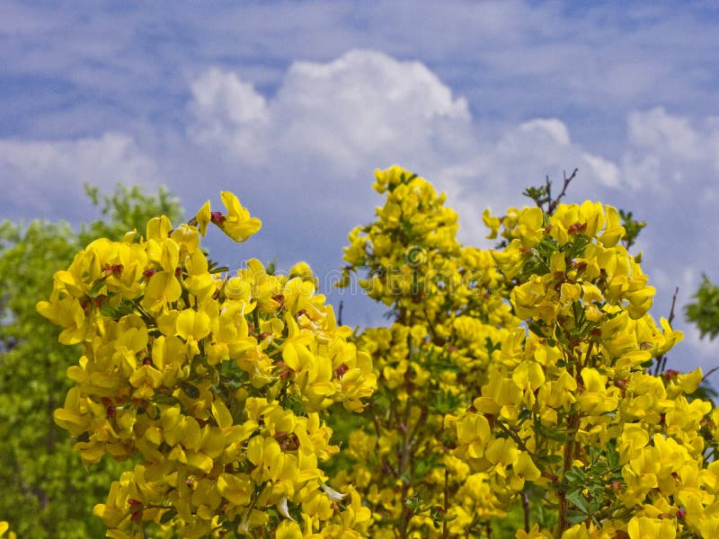 Broom Shrub in Front of Blue Cloud Sky Stock Photo - Image of croatia ...