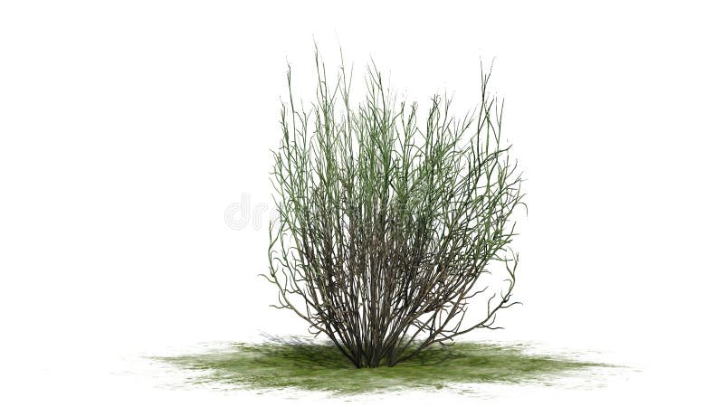 Broom Snake Stock Illustrations – 383 Broom Snake Stock Illustrations ...