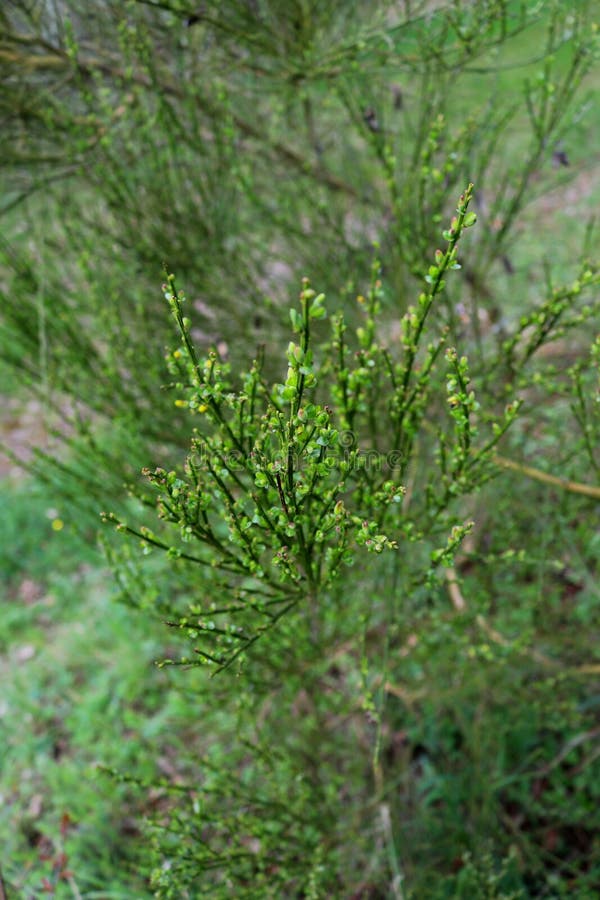 Broom in Spring with Mew Buds Shortly before Blossom Stock Photo ...