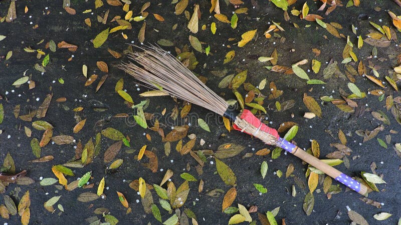 Broom Sticks that are among the Fallen Leaves Stock Photo - Image of ...