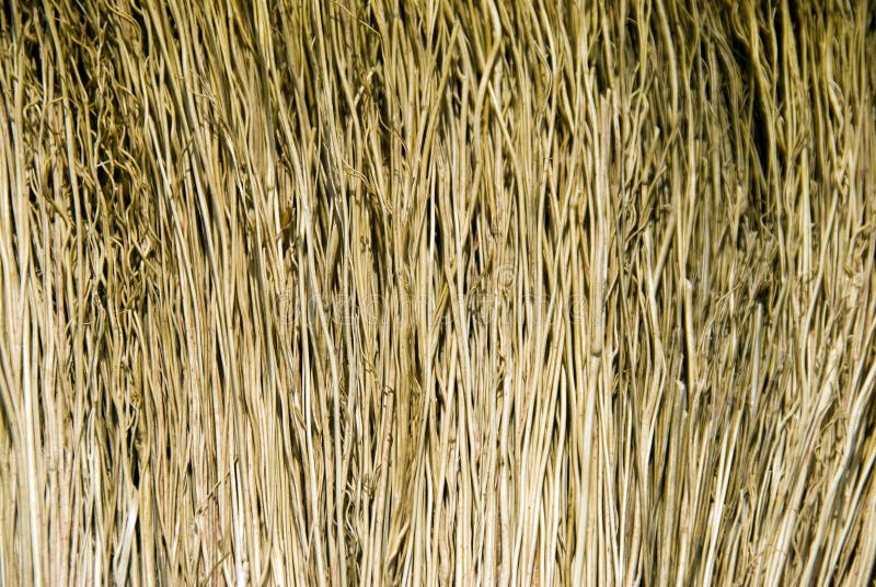 Broom Texture, Sorghum Stems Closeup Stock Image - Image of background ...