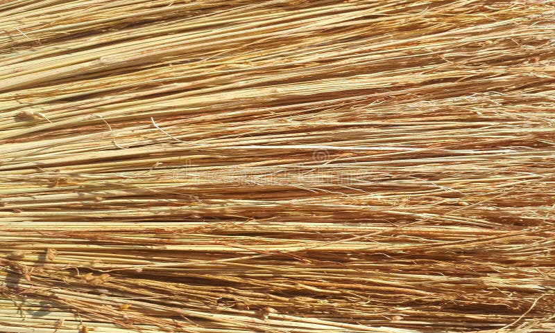 Broom Texture, Sorghum Stems Closeup Stock Photo - Image of tool ...