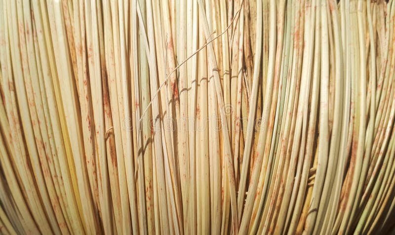 Broom Texture, Sorghum Stems Closeup Stock Image - Image of broom ...