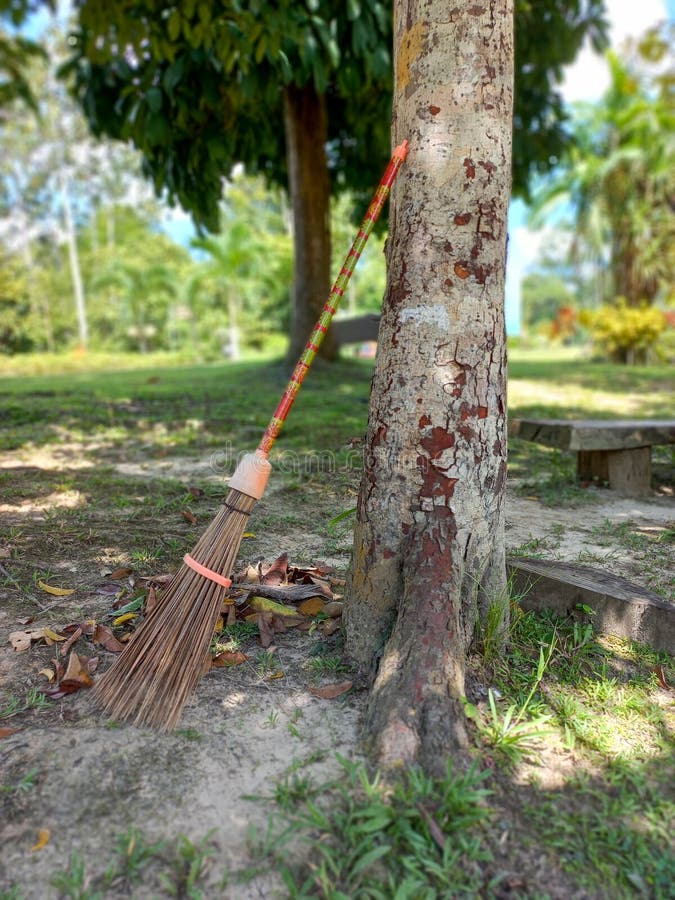 Broom Under the Tree at Tropical Garden Stock Photo - Image of nature ...