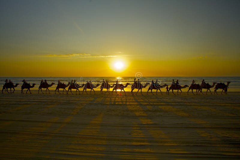 Camels on the Beach, Broome, Western Australia Stock Photo - Image of ...