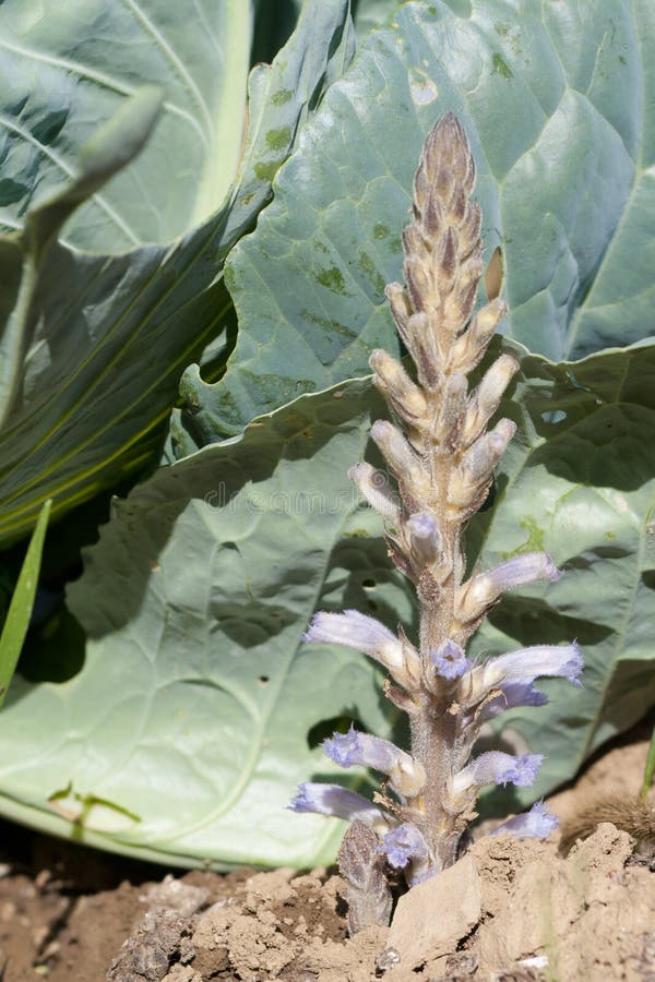 Broomrape (Orobanche Ramosa) Stock Photo - Image of ramosa, environment ...