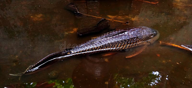 Broomstick Fish Stock Photos - Free & Royalty-Free Stock Photos from ...