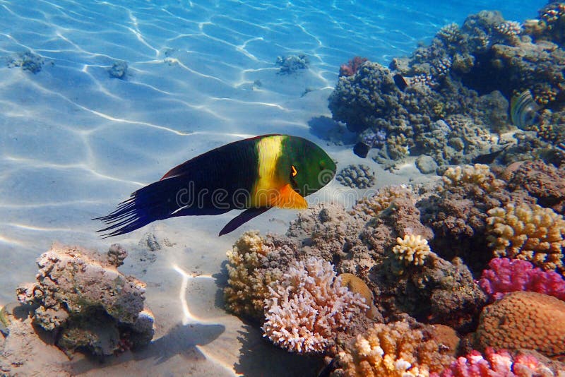 222 Broom Fish Photos - Free & Royalty-Free Stock Photos from Dreamstime
