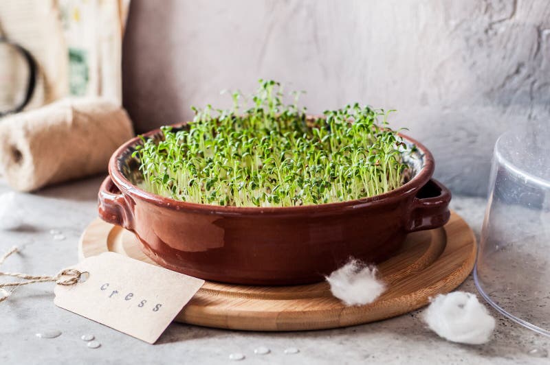 Brotando micro verdes imagem de stock. Imagem de folha - 143568375