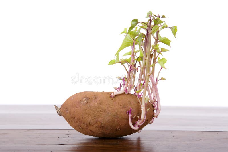 Brotar da batata foto de stock. Imagem de tubérculos - 51848340