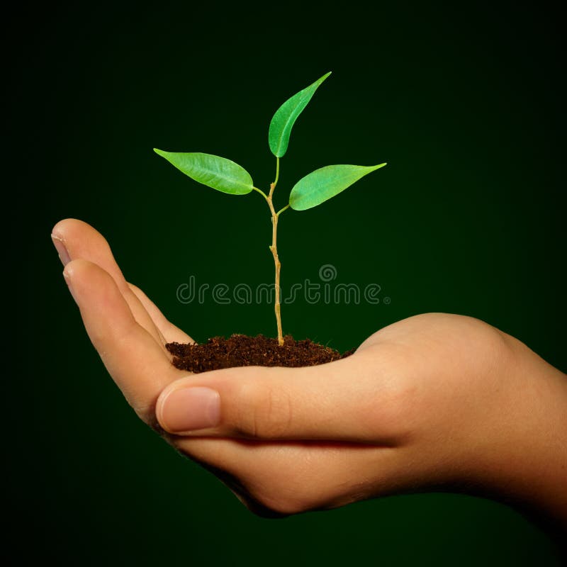 Brote foto de archivo. Imagen de hoja, agricultura, desarrollo - 10021522