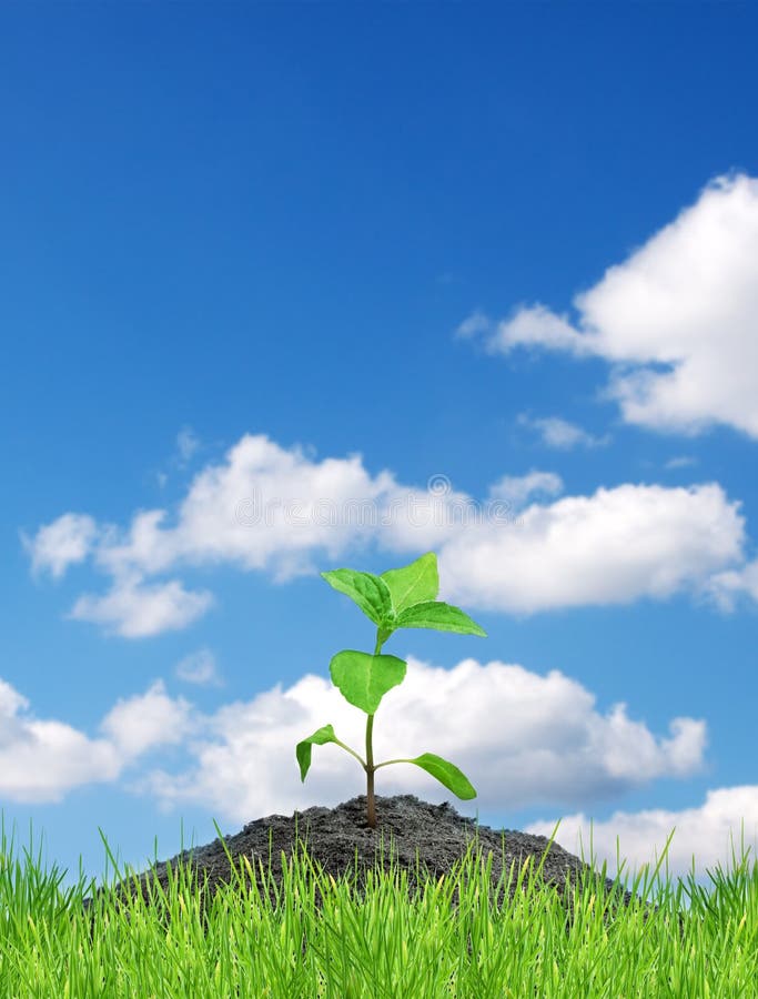 Brote foto de archivo. Imagen de principios, verde, agricultura - 12282518