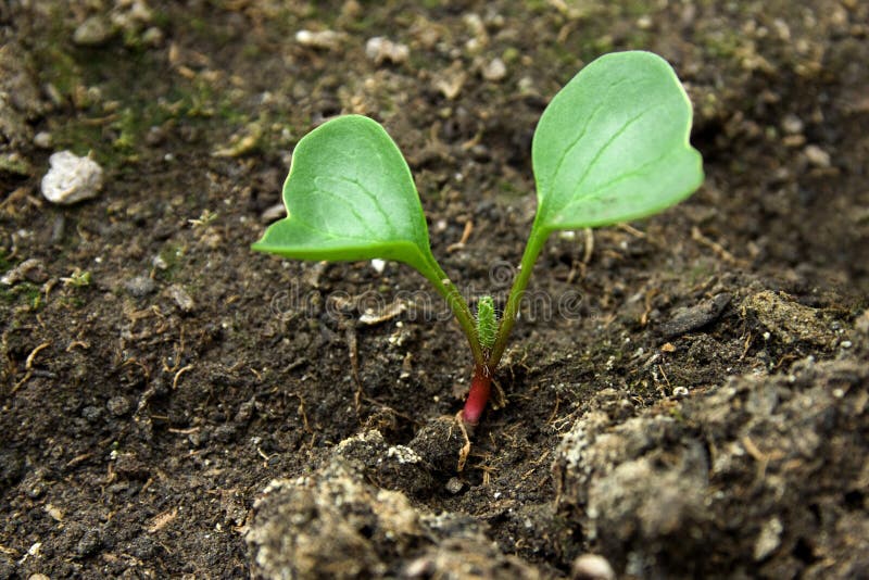 Brote imagen de archivo. Imagen de crezca, tallo, cubo - 21176485