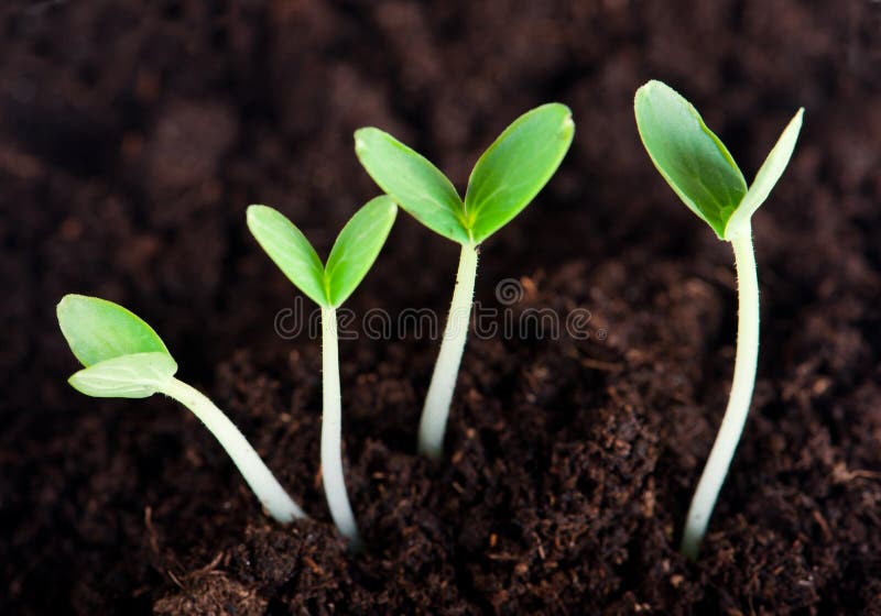 Brote foto de archivo. Imagen de ideas, joven, primer - 28609386