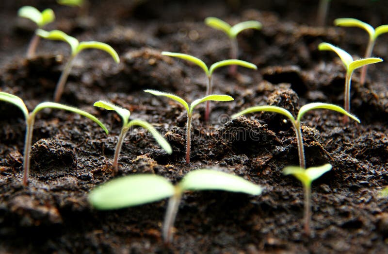 Brote foto de archivo. Imagen de verde, vida, cosecha - 24418546