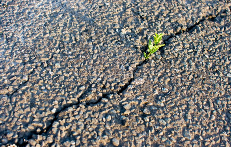 Trigo Verde Del Brote En Un Blanco Foto de archivo - Imagen de aislado ...