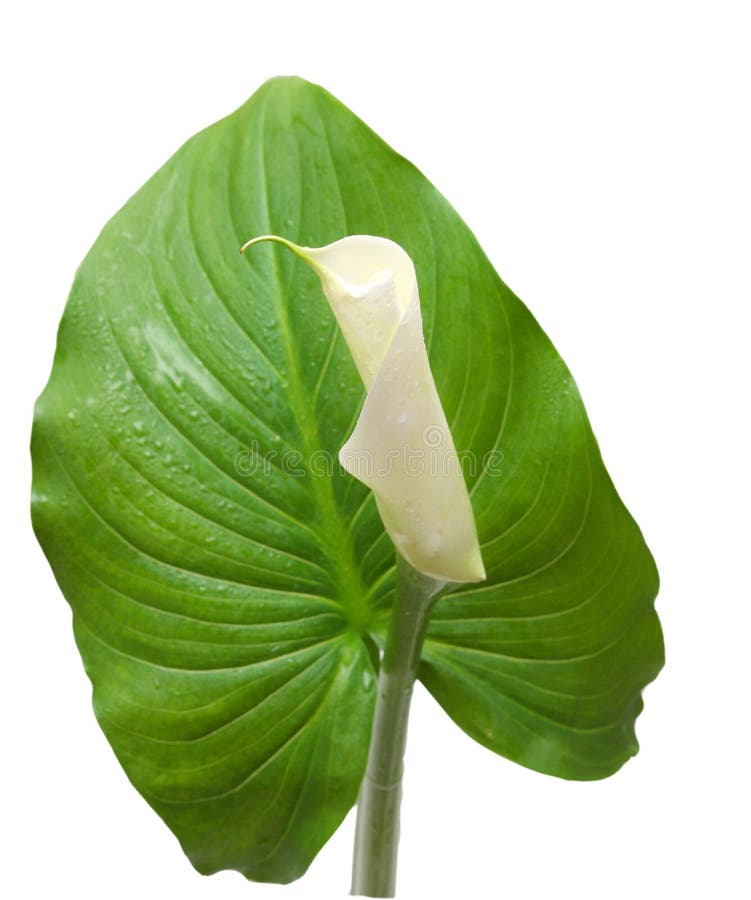 Brote De Una Cala De La Flor En Una Hoja Imagen de archivo - Imagen de ...