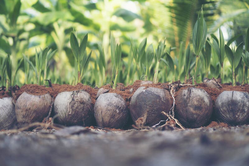 Brote Del árbol De Coco, Pasto Joven Del Verde De La Germinación De La Semilla Del Coco Foto de ...