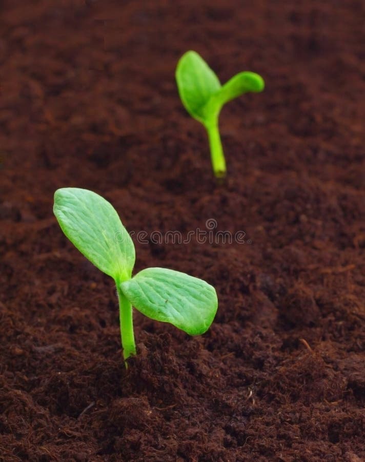 Brote joven en el suelo imagen de archivo. Imagen de ambiental - 26466793