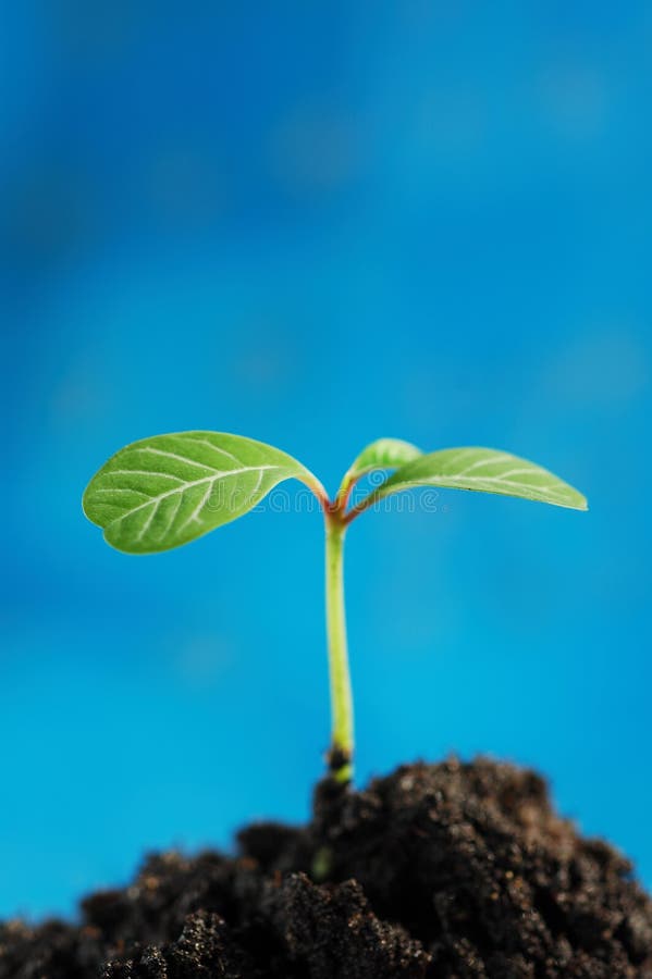 Brote verde foto de archivo. Imagen de macro, azul, tallo - 2229476