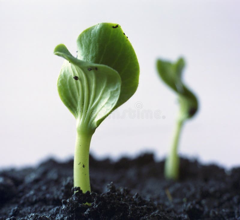 Brote verde foto de archivo. Imagen de cultive, lanzamiento - 240814