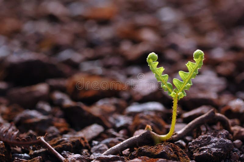 Brote verde foto de archivo. Imagen de extracto, humano - 35622138