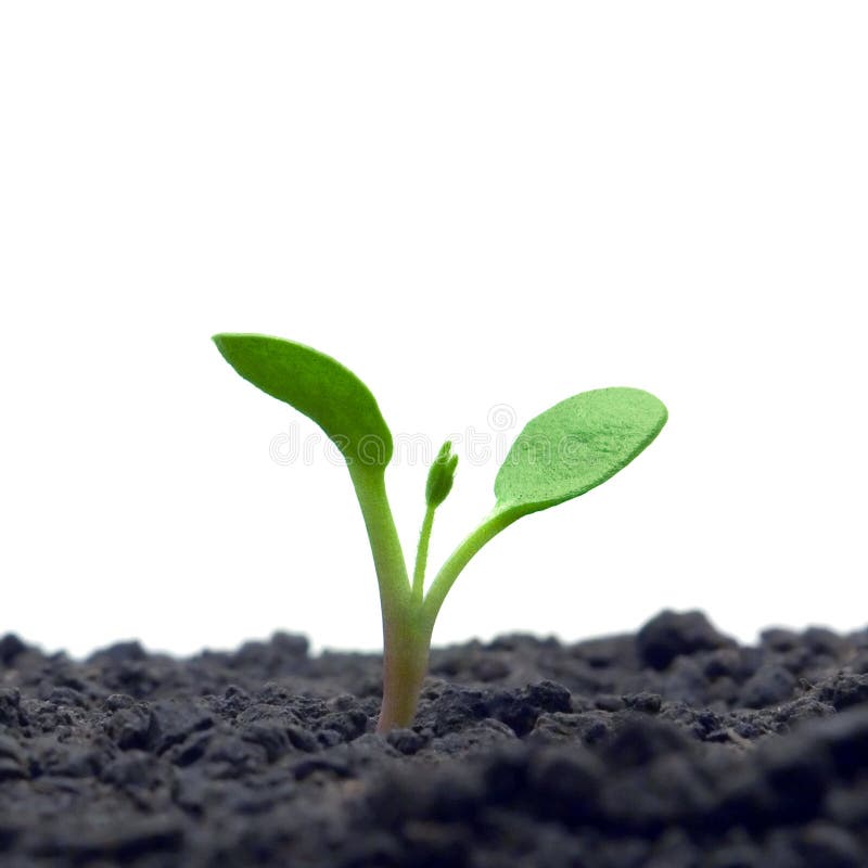 Brote de la planta imagen de archivo. Imagen de lanzamiento - 2219661