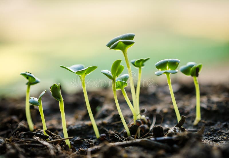 Brote Que Crece De La Semilla Foto de archivo - Imagen de verde ...