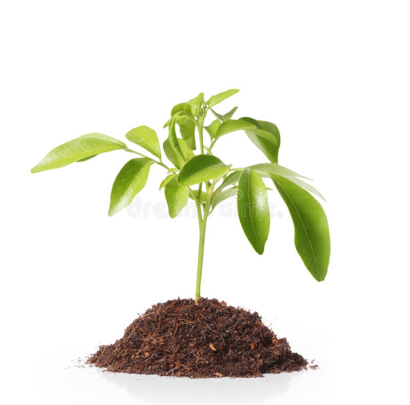 Brote Que Crece En La Hucha De Cristal Foto de archivo - Imagen de ...