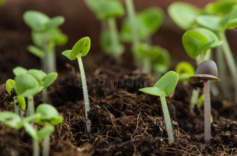 Brotes imagen de archivo. Imagen de macro, agricultura - 52163721