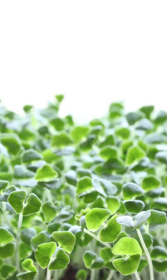 Brotes de Chia foto de archivo. Imagen de hermoso, vertical - 110445862