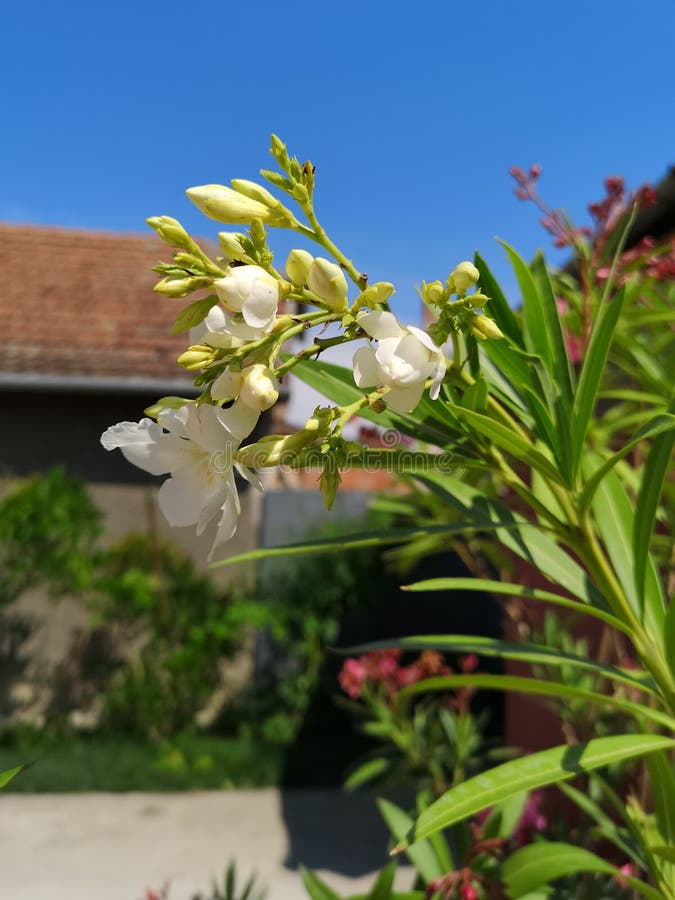 El Adelfa Florece El Adelfa Del Nerium, Apocynaceae Foto de archivo ...
