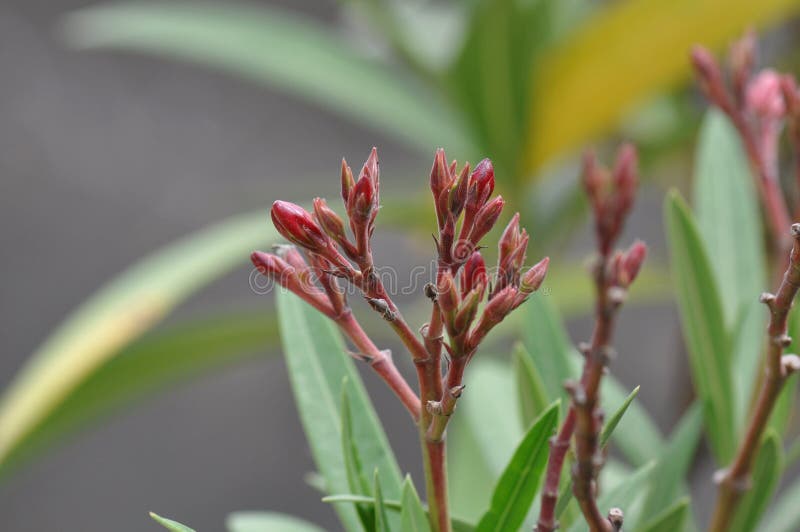 Brotes De Flor Del Adelfa Del Nerium Imagen de archivo - Imagen de ...