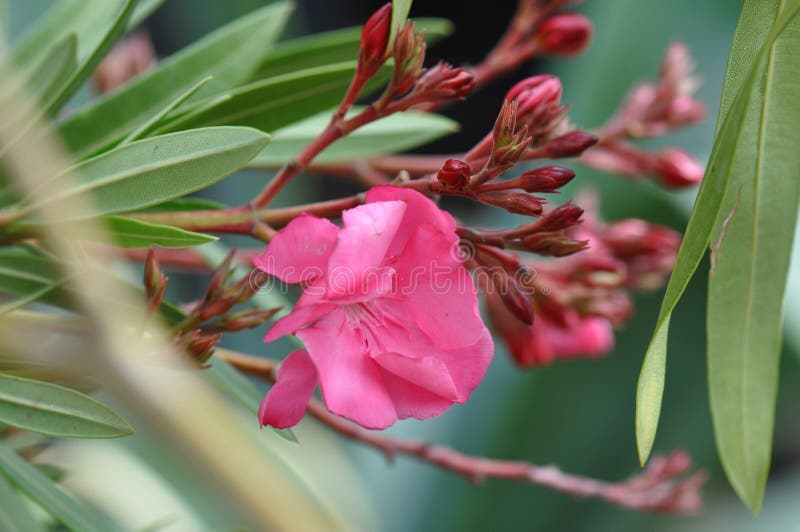 Brotes De Flor Del Adelfa Del Nerium Foto de archivo - Imagen de floral ...