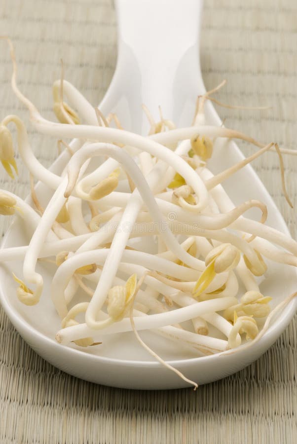 Brotes De Soja Que Salen Del Suelo Imagen de archivo - Imagen de verde ...