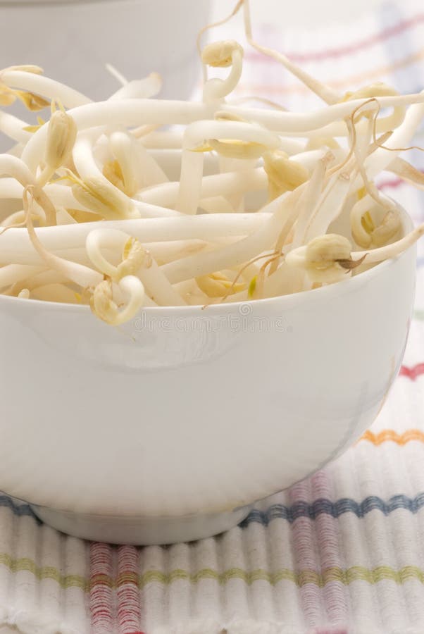 Brotes de la soja. imagen de archivo. Imagen de vertical - 11679975