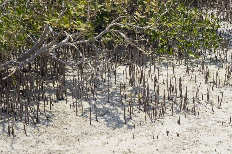 Planta Del Mangle En Orilla De Mar Imagen de archivo - Imagen de ...