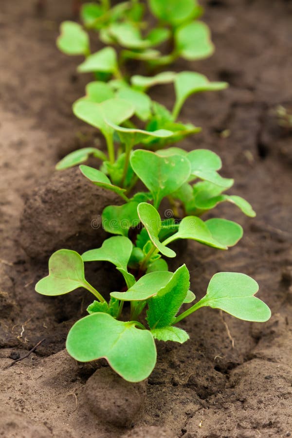 Brotes de rábano foto de archivo. Imagen de pista, campo - 23889538
