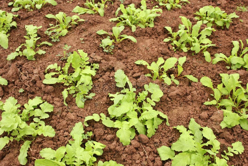 Brotes del rábano foto de archivo. Imagen de cubo, permutaciones - 36547518