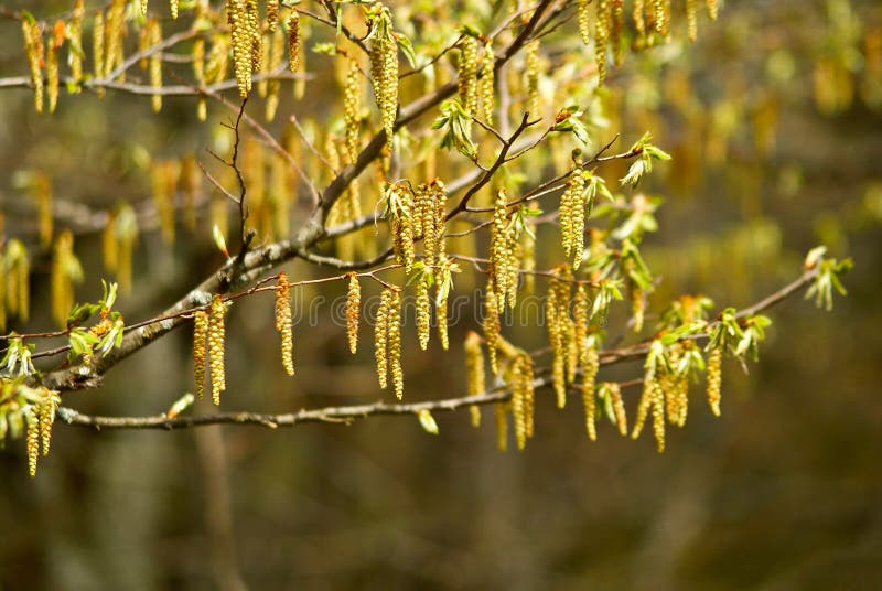 Tres ramas de pino imagen de archivo. Imagen de flora - 95287189