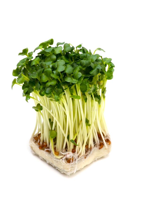 Brotes-Raphanus Del Rábano Sativus Imagen de archivo - Imagen de brote ...