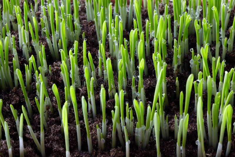 Brotes Verdes En El Fondo Blanco Foto de archivo - Imagen de germine ...