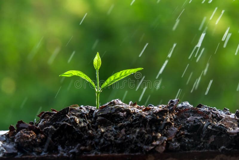 Brotes verdes imagen de archivo. Imagen de resorte, cultivado - 61383365