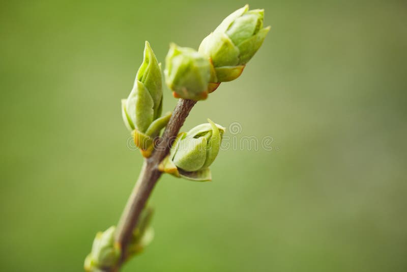 Brotes Verdes En Los árboles. Brotes Verdes En Un árbol De Macros ...