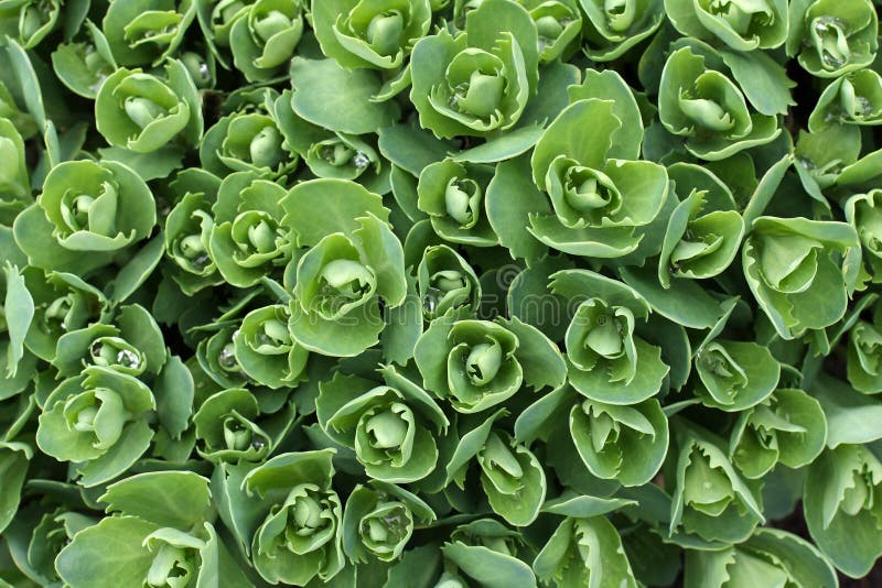 Brotes Verdes En Los árboles. Brotes Verdes En Un árbol De Macros ...
