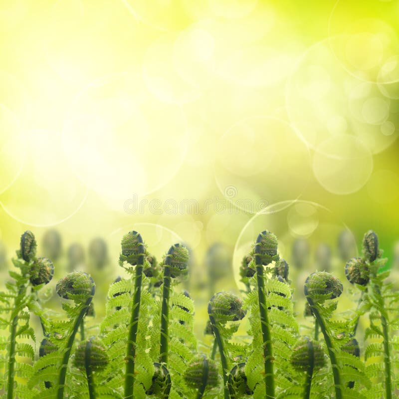 Brotes Verdes De Helecho Bajo El Sol Imagen de archivo - Imagen de ...